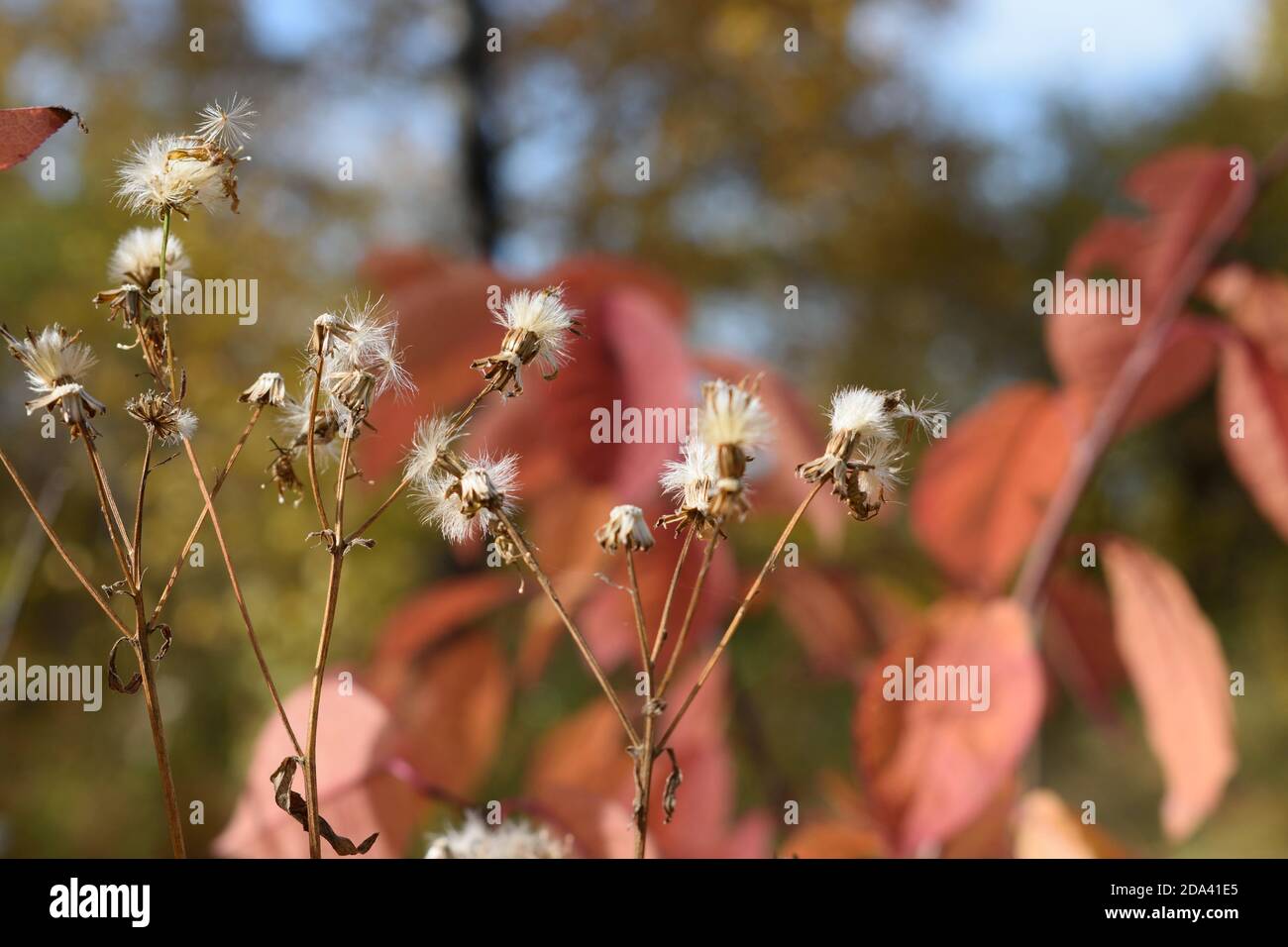 Hawkweed seeds hi-res stock photography and images - Alamy