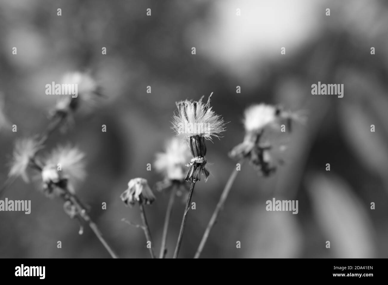 Hawkweed or Similar Plant Seed Heads Found in Siberia in Autumn Stock ...