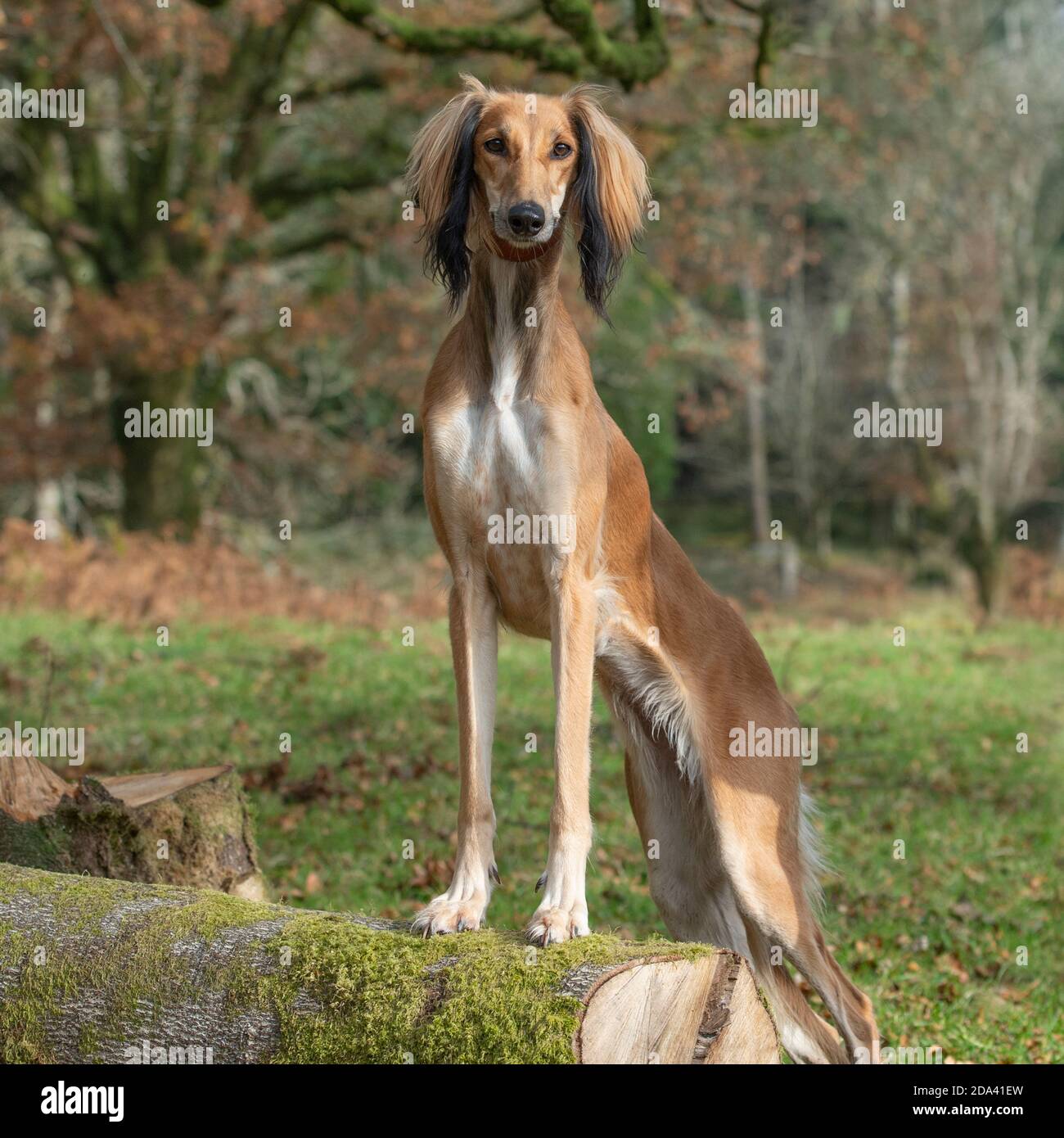 Arabian Dog High Resolution Stock Photography and Images - Alamy
