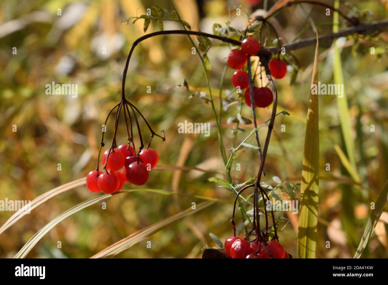 Wildberries russia hi-res stock photography and images - Alamy