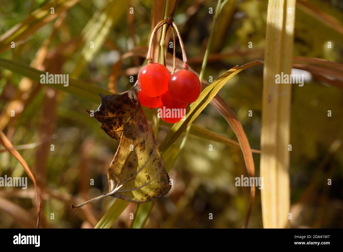 Kalyna hi-res stock photography and images - Alamy
