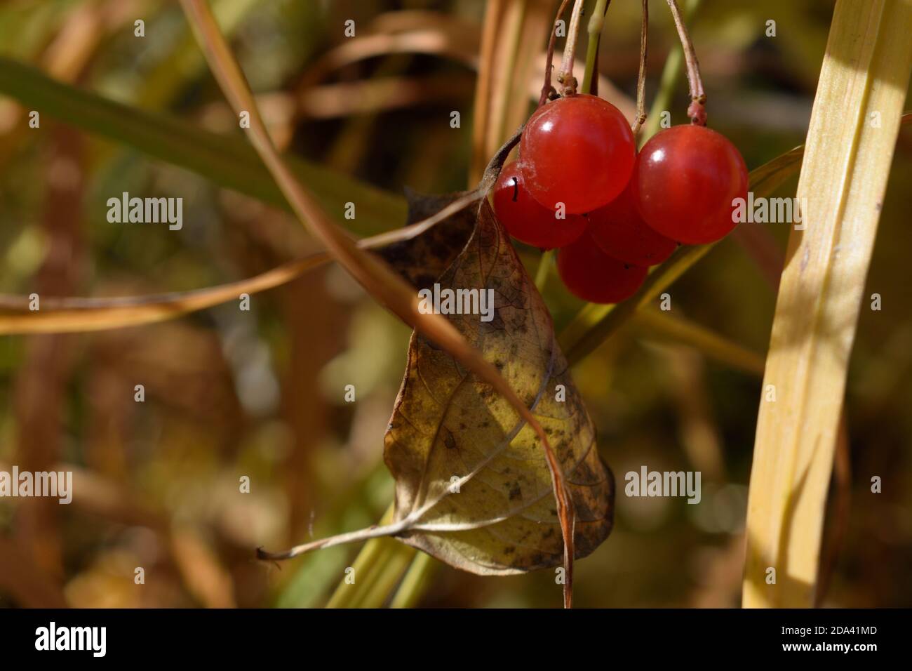 Wildberries russia hi-res stock photography and images - Alamy