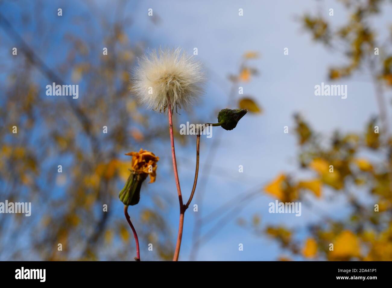 Hawkweed seeds hi-res stock photography and images - Alamy