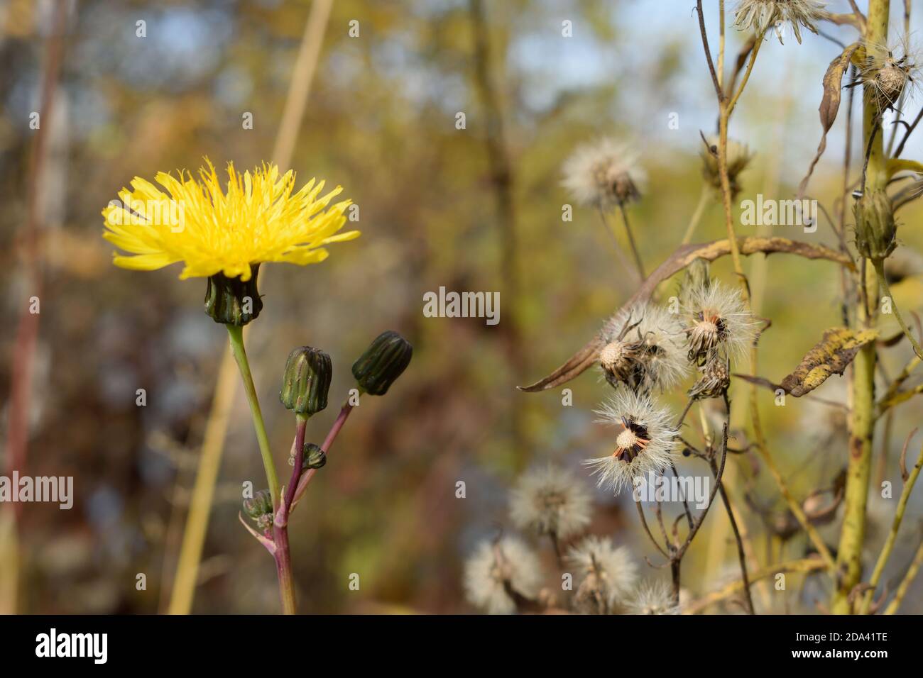 Hawkweed seeds hi-res stock photography and images - Alamy
