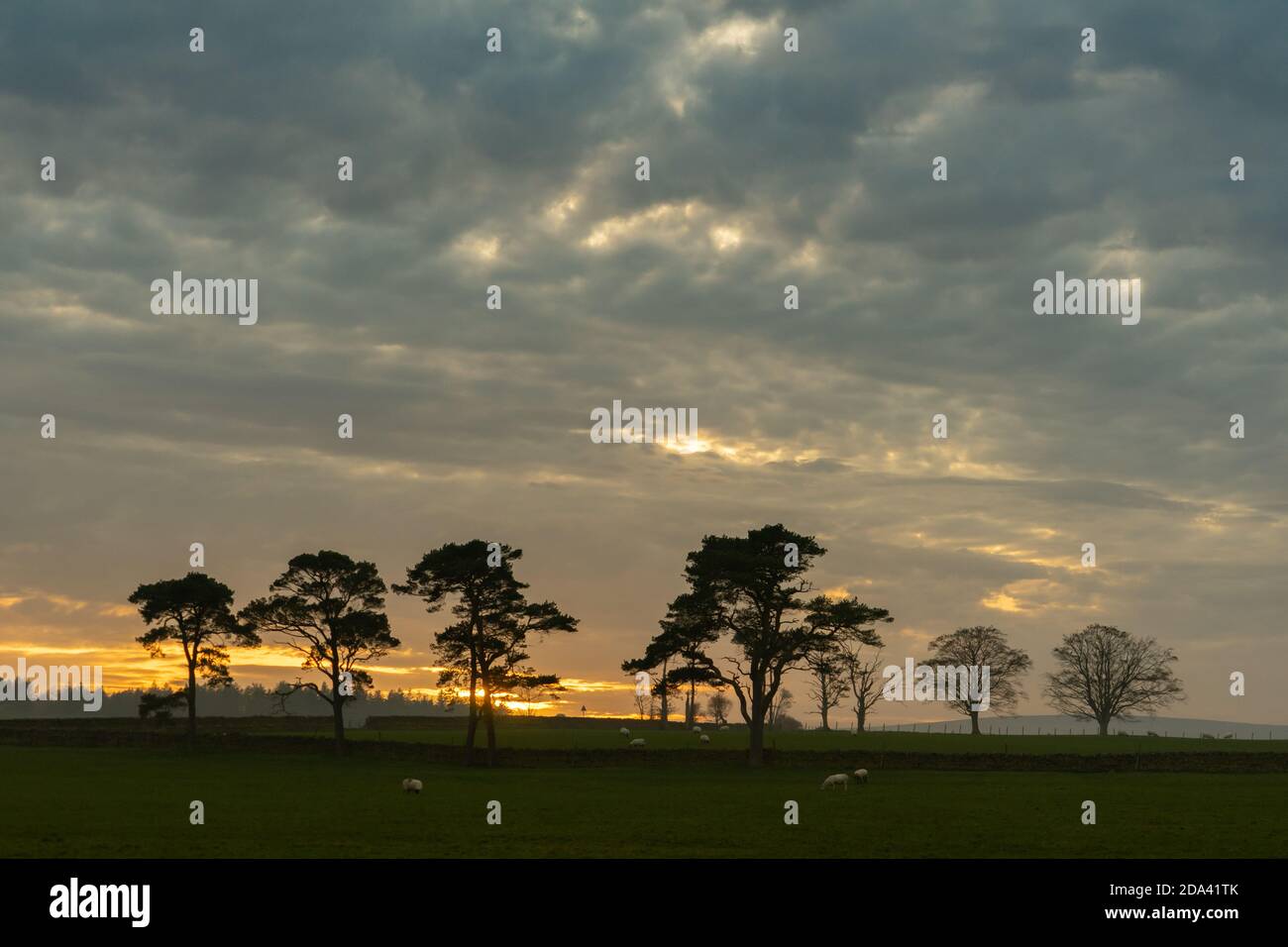 Sunset in countryside trees hi-res stock photography and images - Alamy