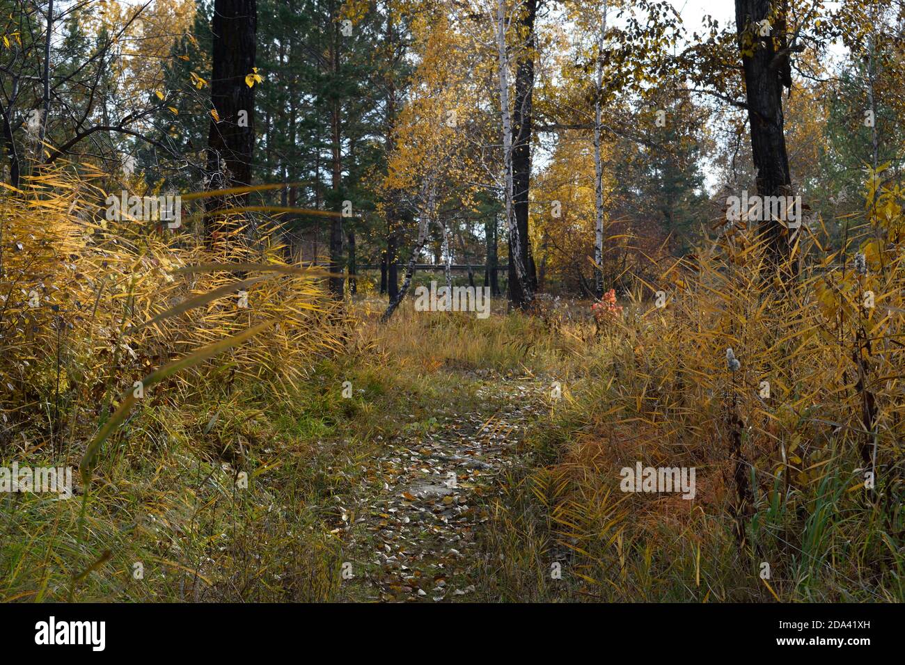 Russian forest seasons hi-res stock photography and images - Alamy