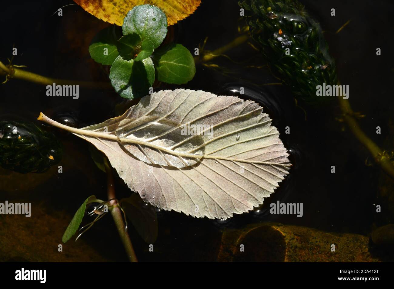 Leaf floating in a garden pond with a small pool of water, enlarging ...