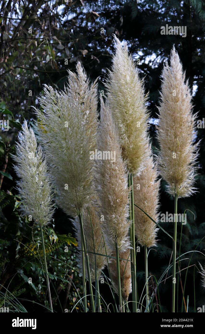 Pampas grass in border hi-res stock photography and images - Alamy