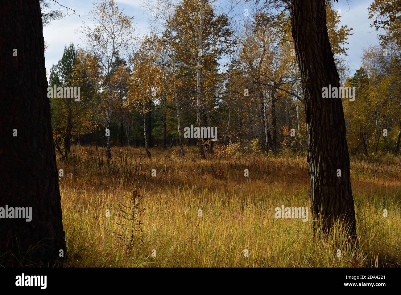 Russian forest seasons hi-res stock photography and images - Alamy