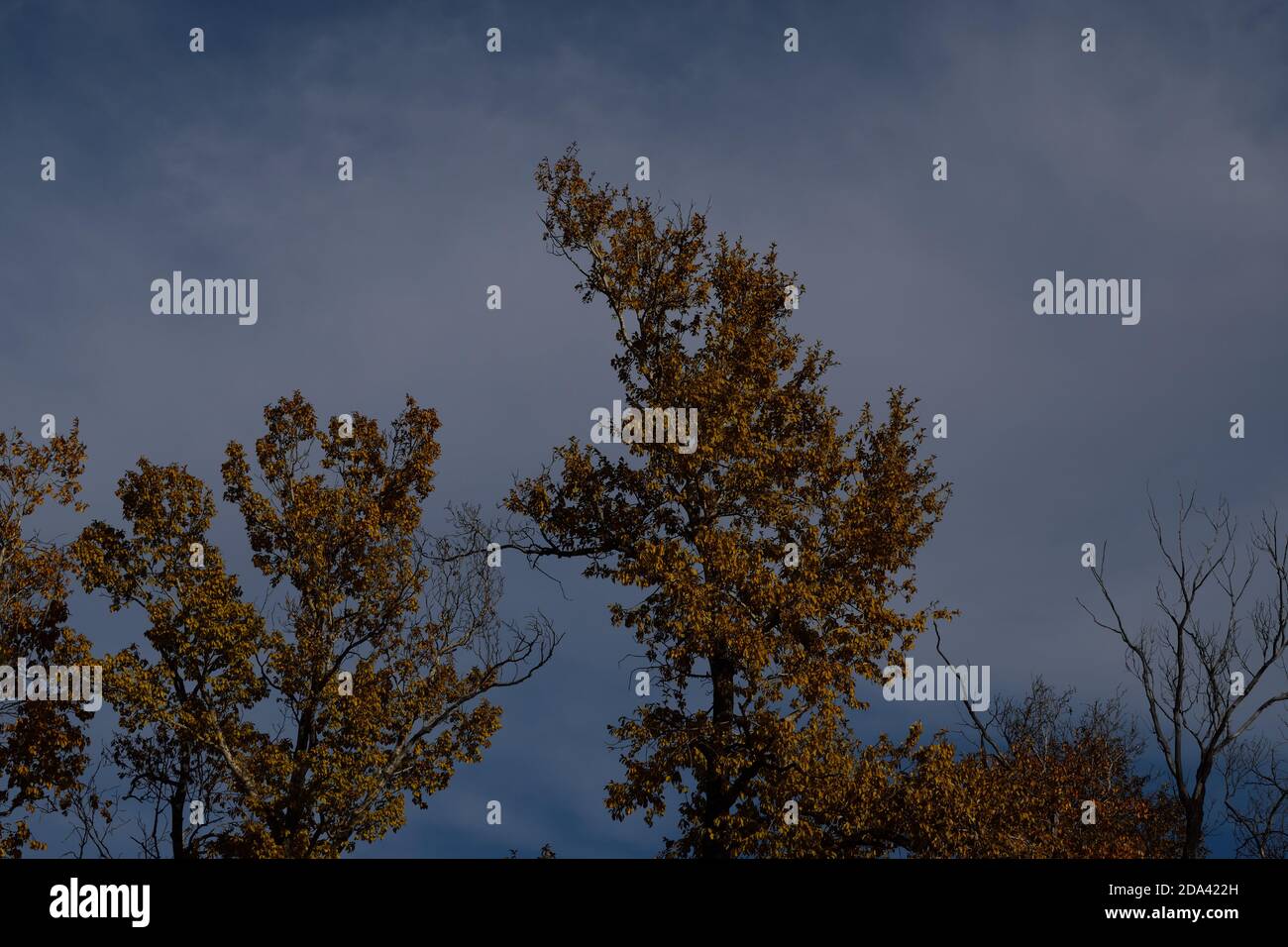 Trees Woods Stormy Sky High Resolution Stock Photography and Images - Alamy