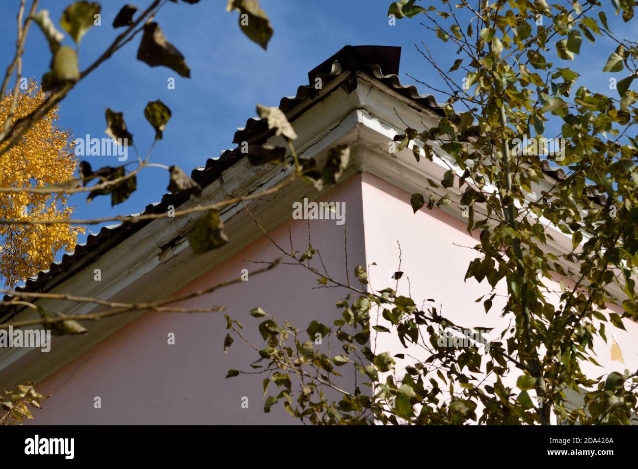 Corner of Pink Apartment Building Obscured by Autumn Foliage (Angarsk ...