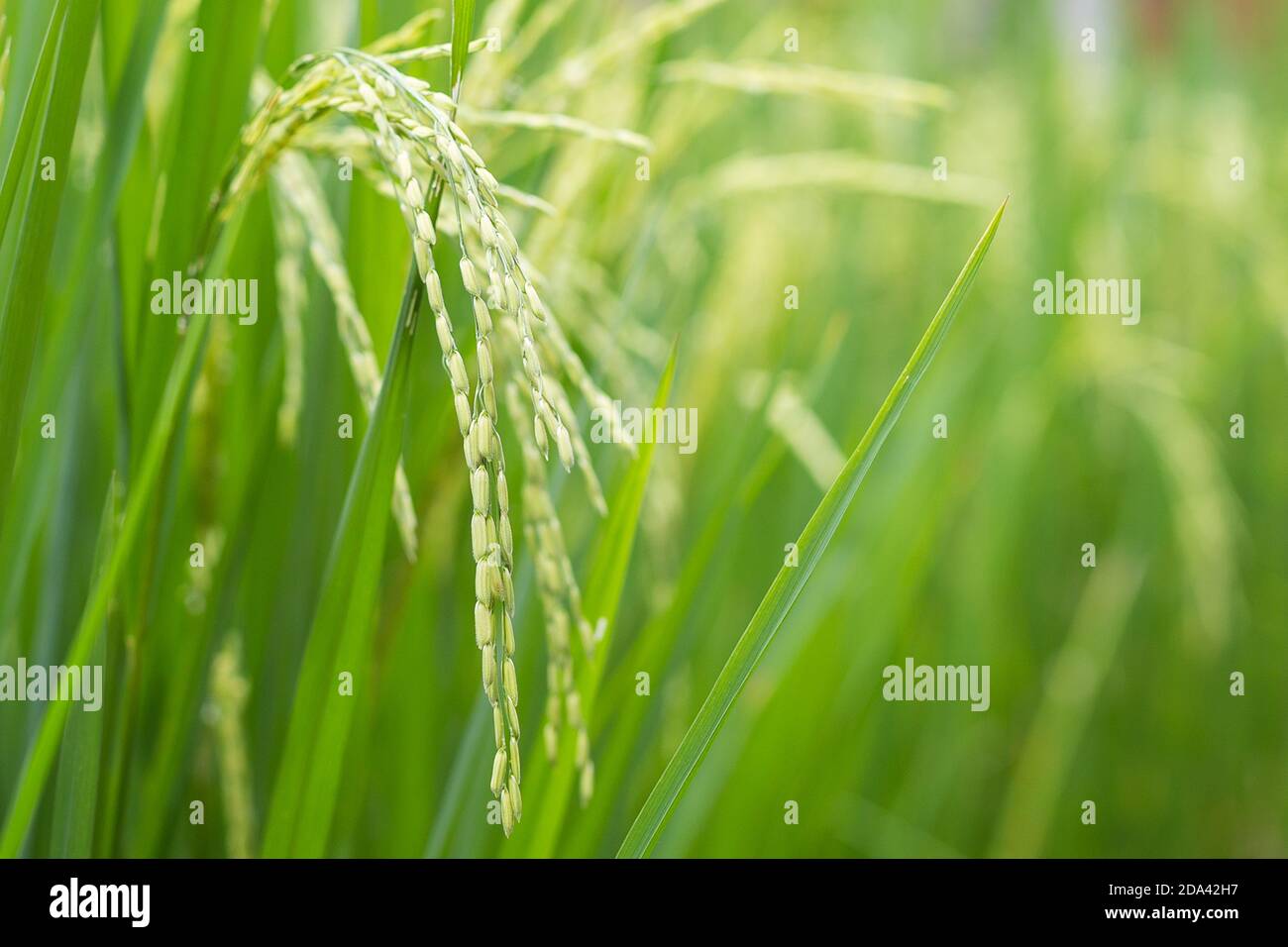 Close up paddy hi-res stock photography and images - Alamy