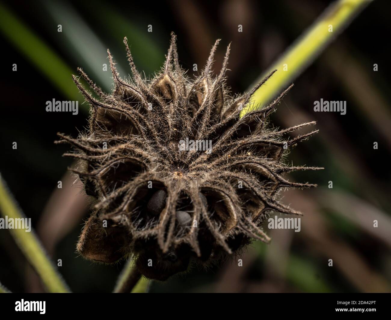 Jute mallow plant hi-res stock photography and images - Alamy