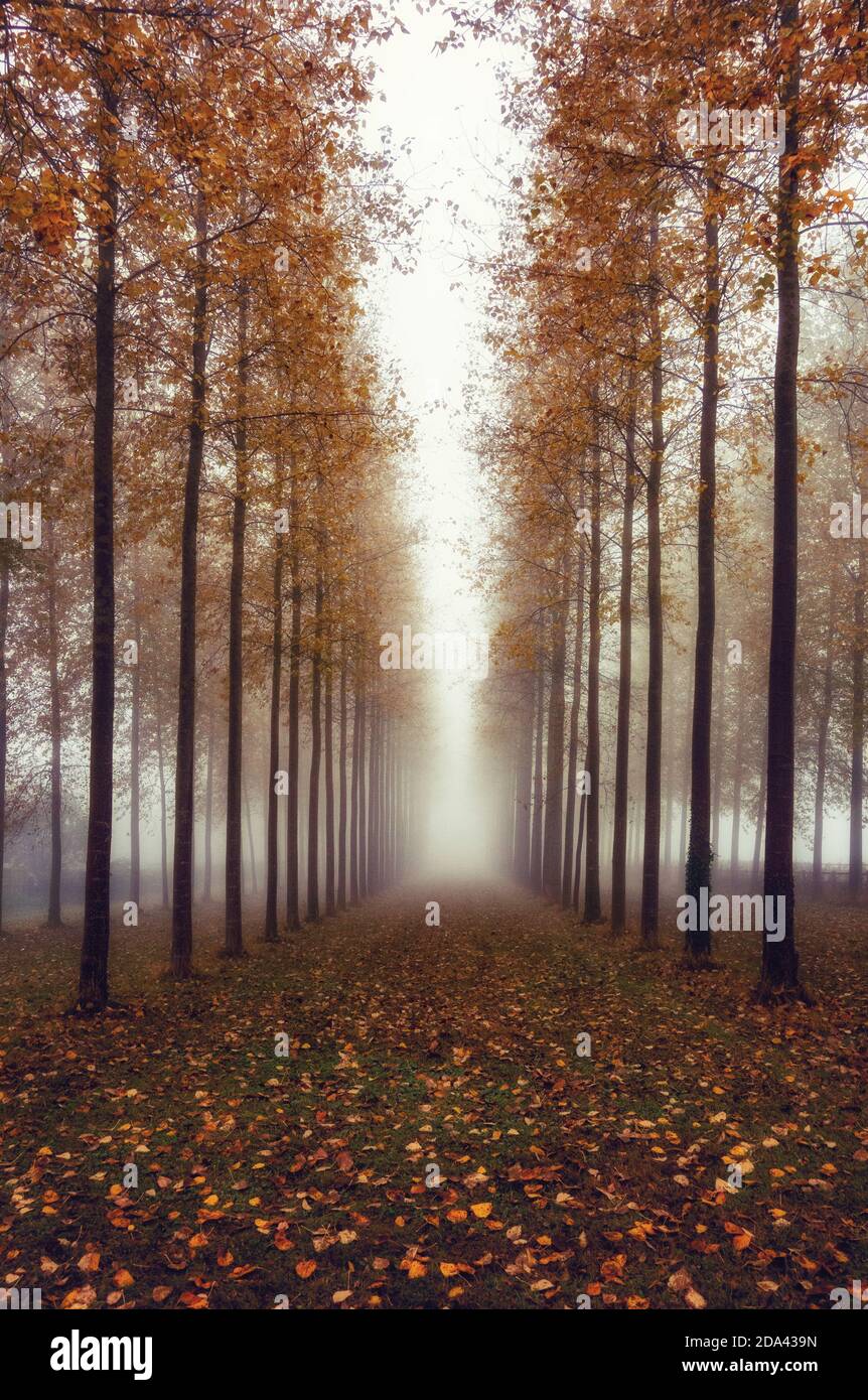 American White Birch Trees High Resolution Stock Photography and Images ...