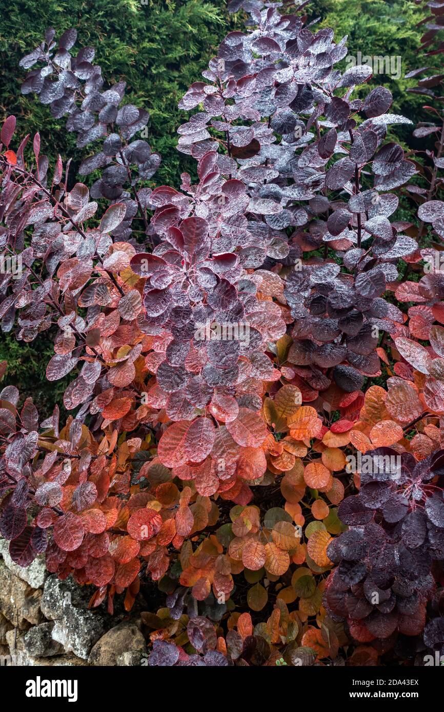 European smoke tree hi-res stock photography and images - Alamy