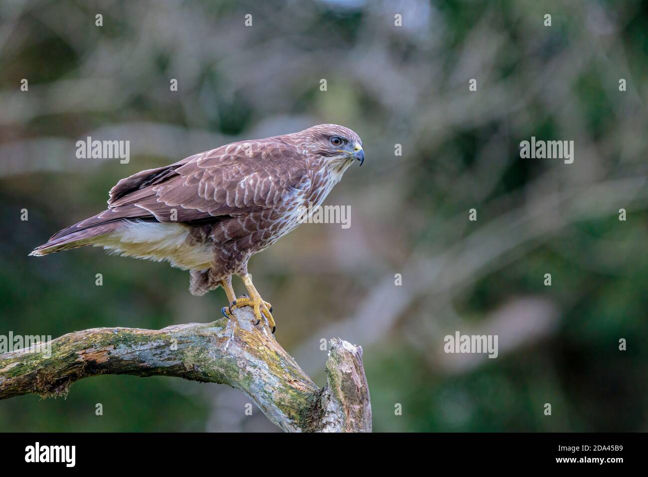 Welsh woodland birds hi-res stock photography and images - Alamy