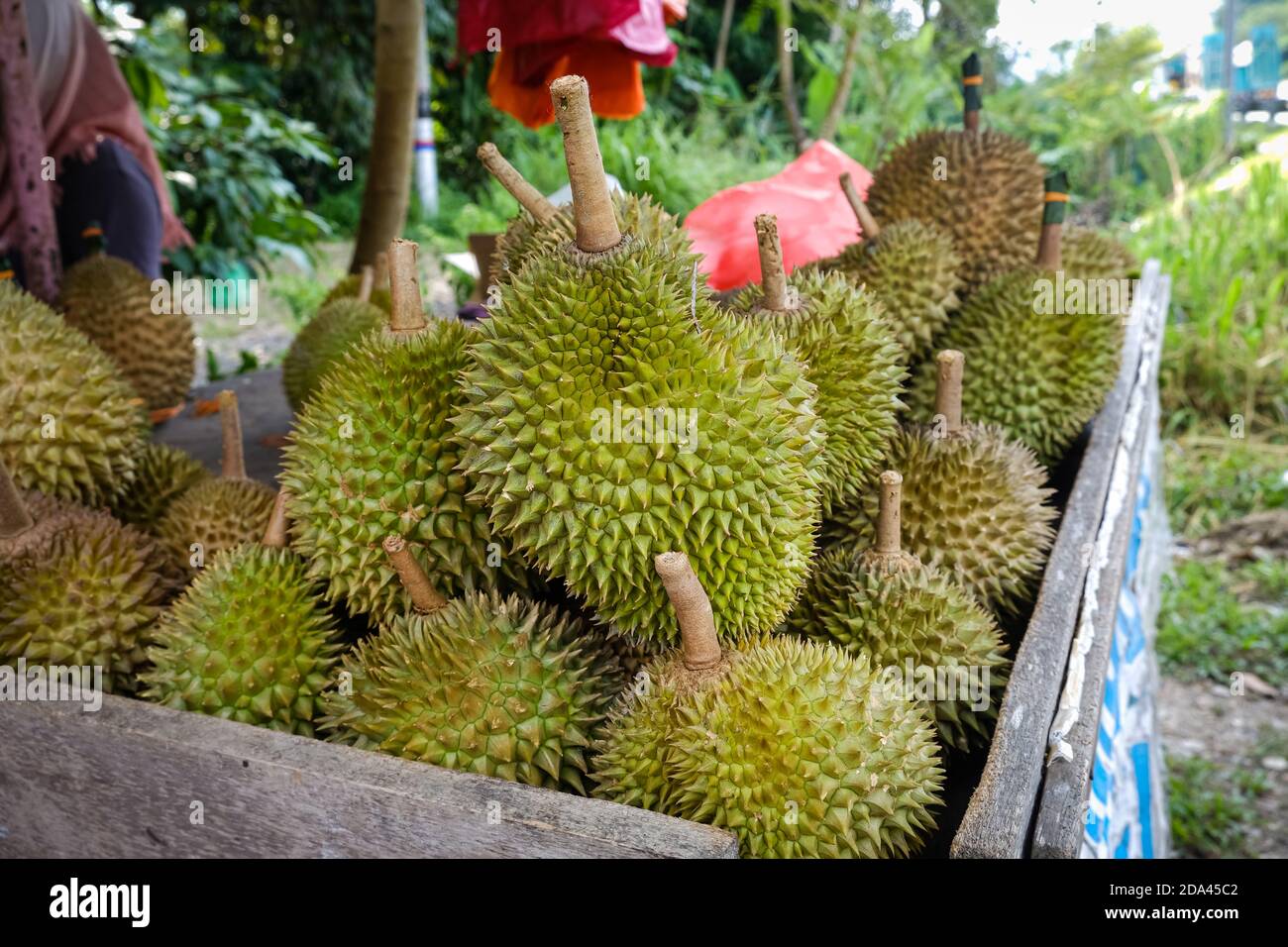 Closed up shot of The Musang King durian, also known by its original ...