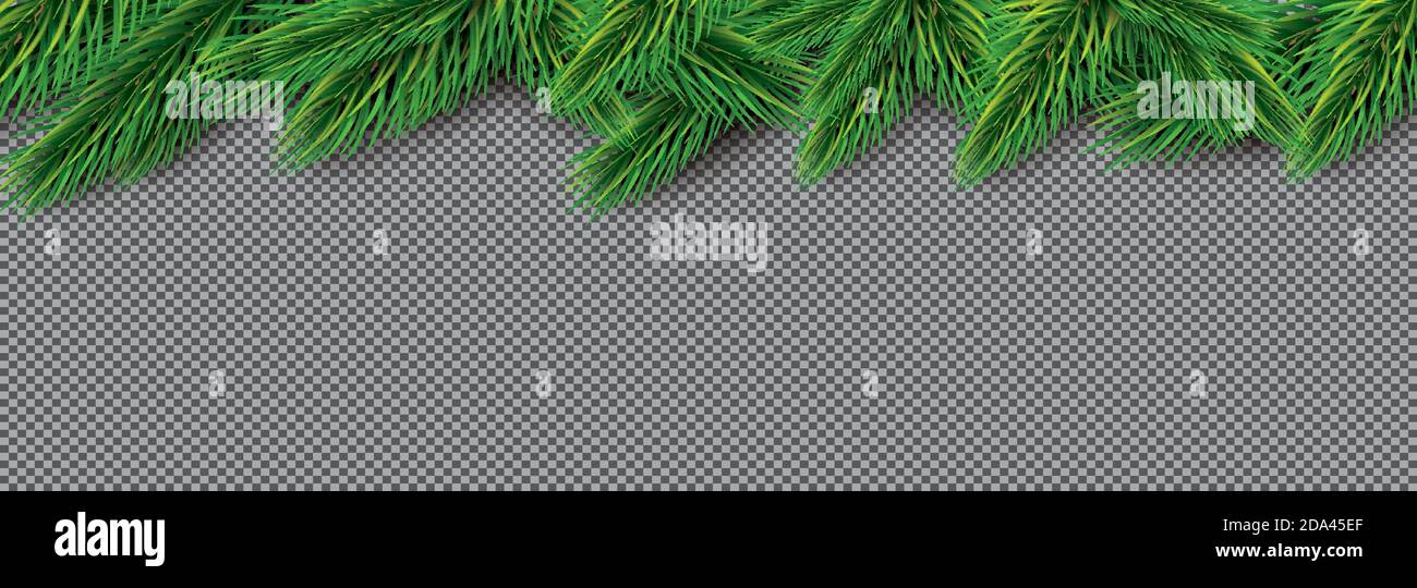 Fir Branch on Transparent Background. Vector Illustration. Pine Sprigs ...