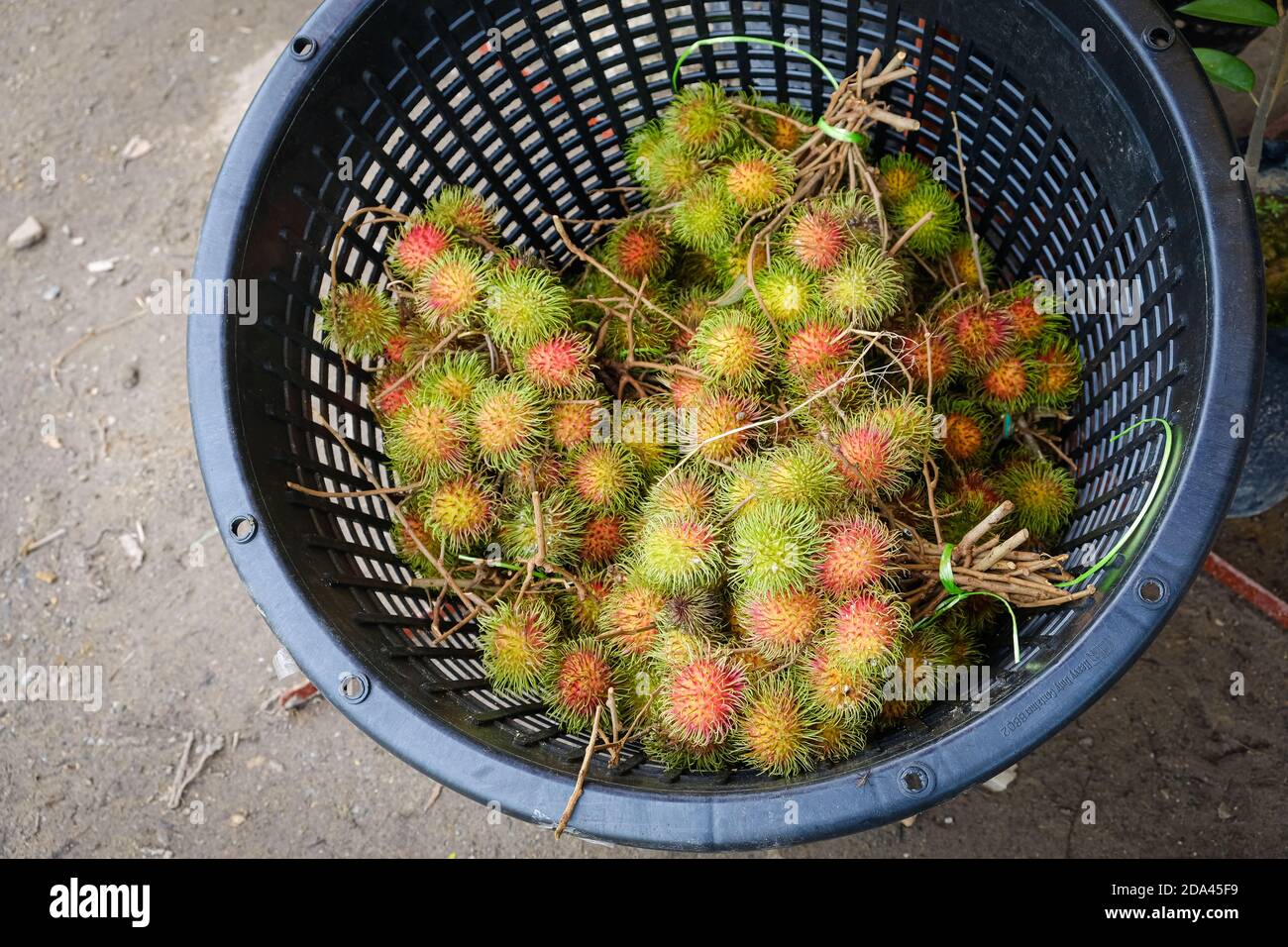The rambutan is a medium-sized tropical tree in the family Sapindaceae ...