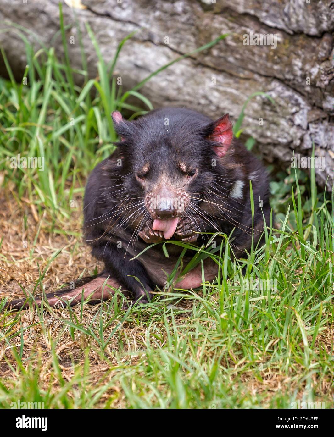 Close up of a Tasmanian Devil cleaning paws with its tongue Stock Photo ...