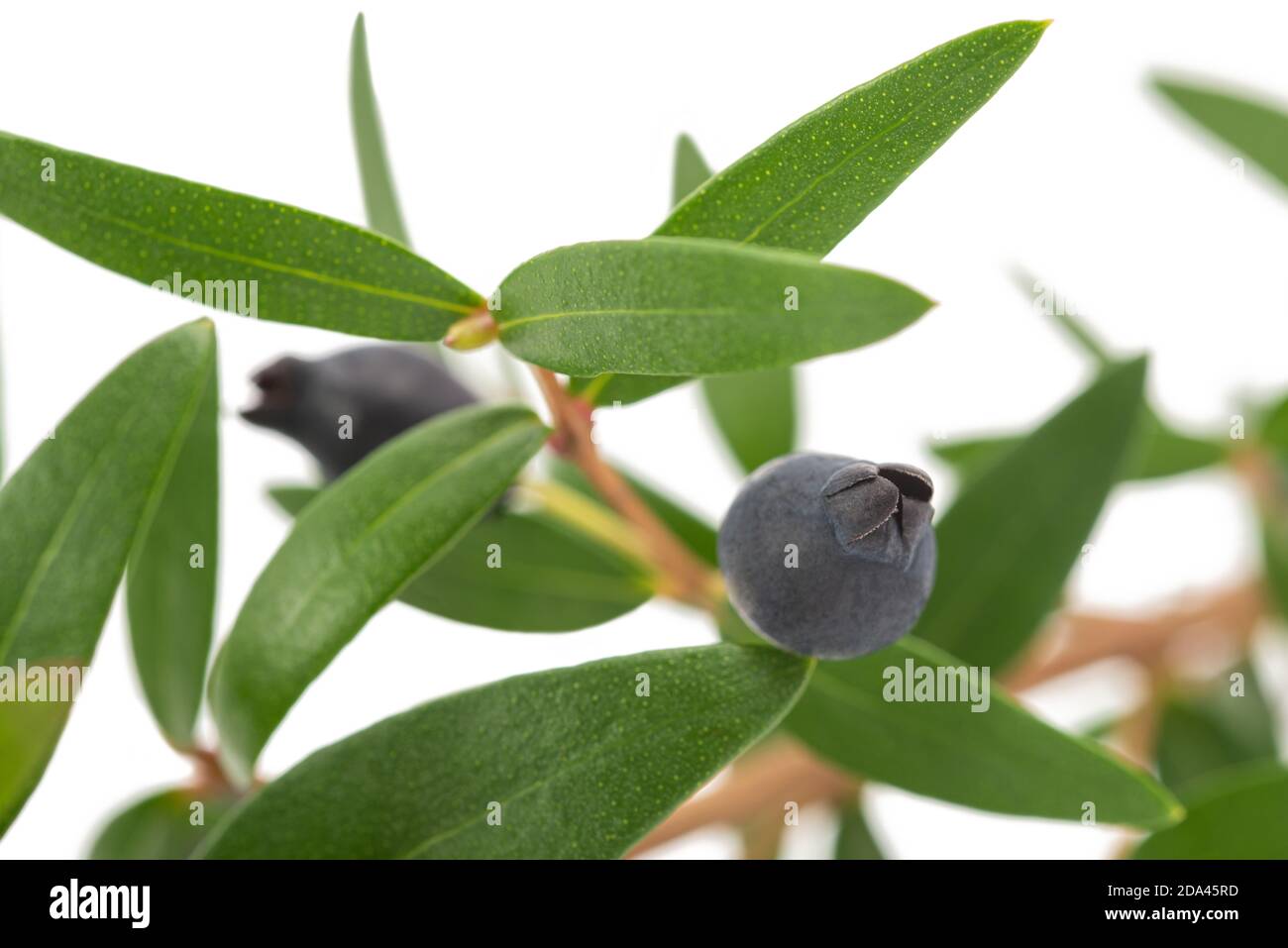 myrtle plant with berries on white background Stock Photo - Alamy