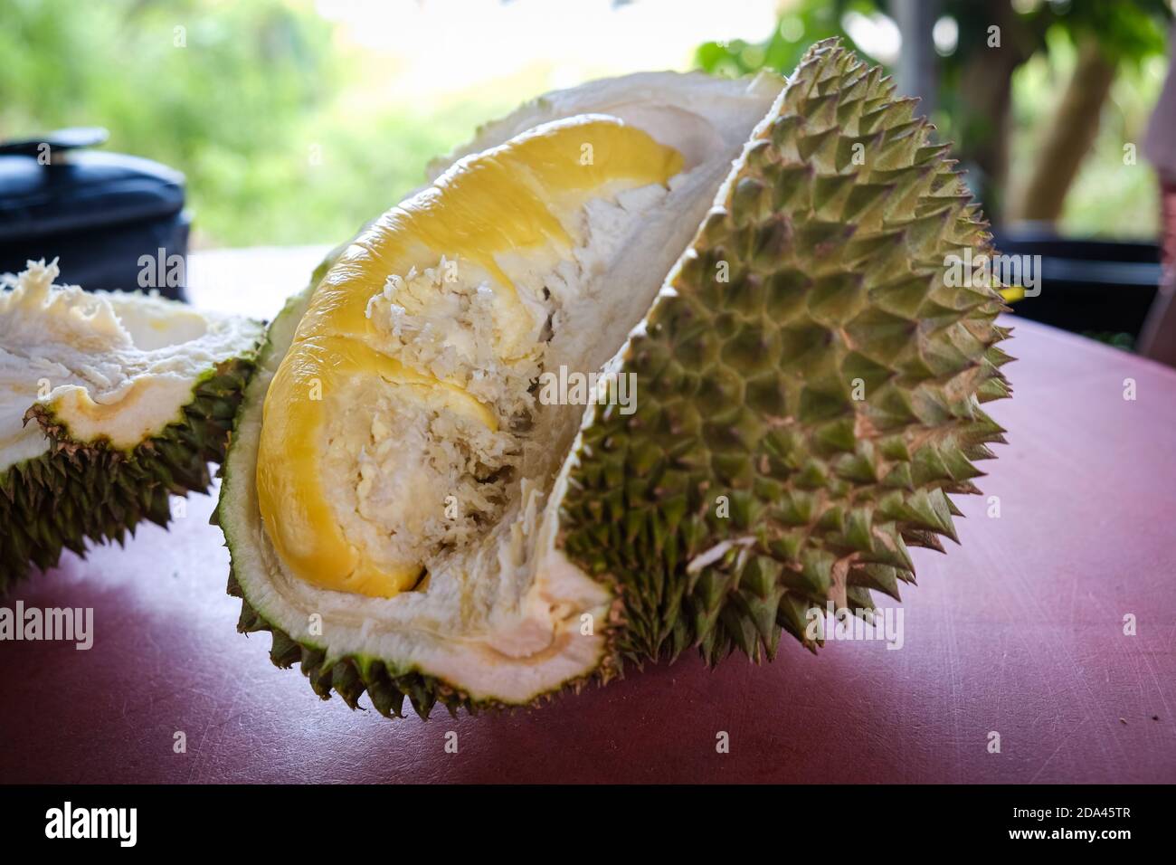 Closed up shot of The Musang King durian, also known by its original ...