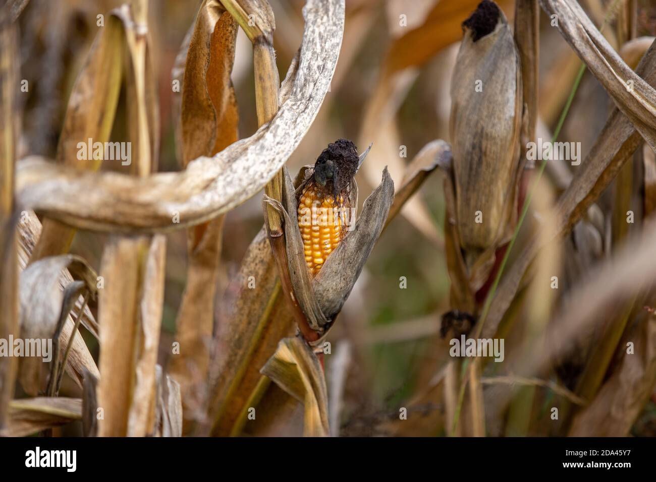 Ripe corncob on a withered corn plant Stock Photo - Alamy