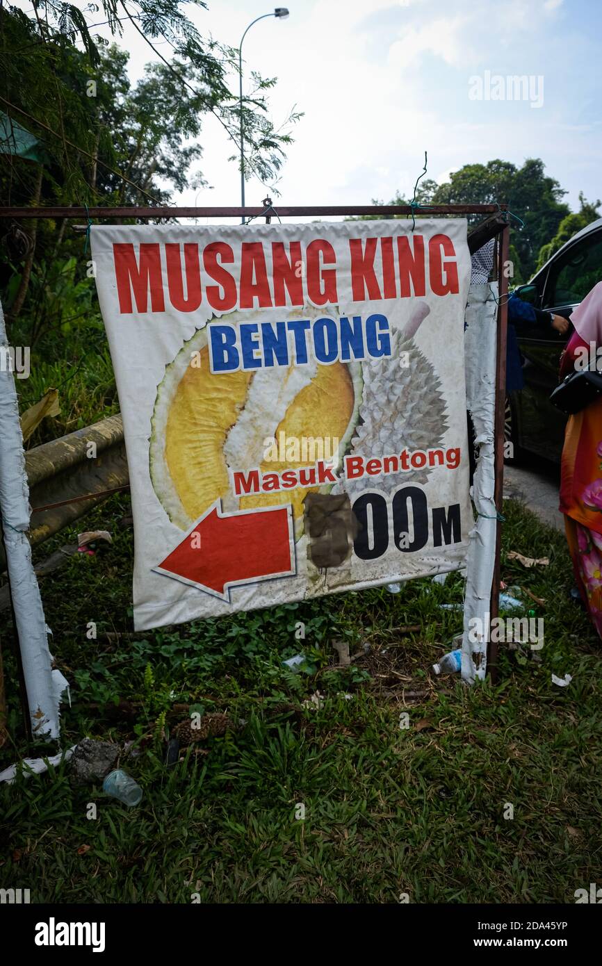 The Musang King durian, also known by its original name Raja Kunyit ...