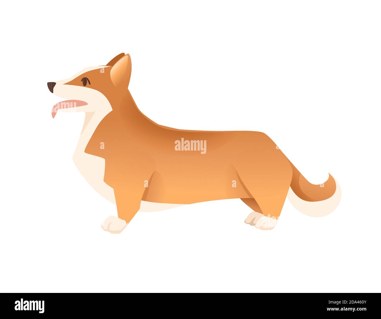 Cute domestic dog Pembroke Welsh Corgi cartoon animal design flat ...