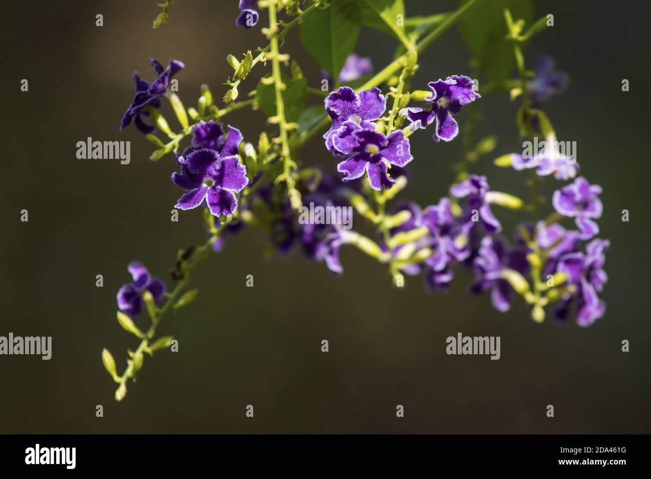 Golden Dew Flower Stock Photo - Alamy