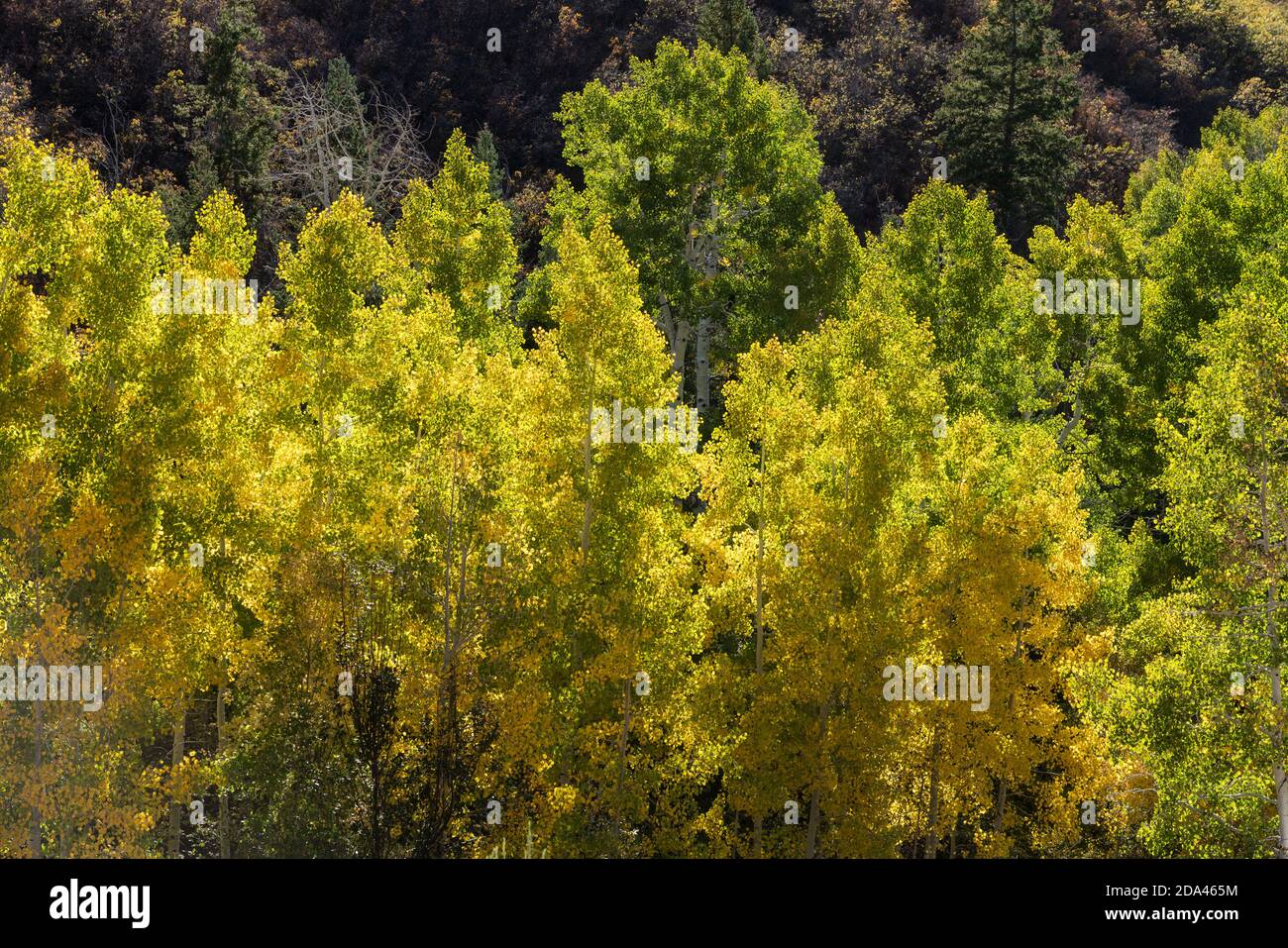 Quaking aspen trees in fall colors in the Manti-La Sal National Forest ...