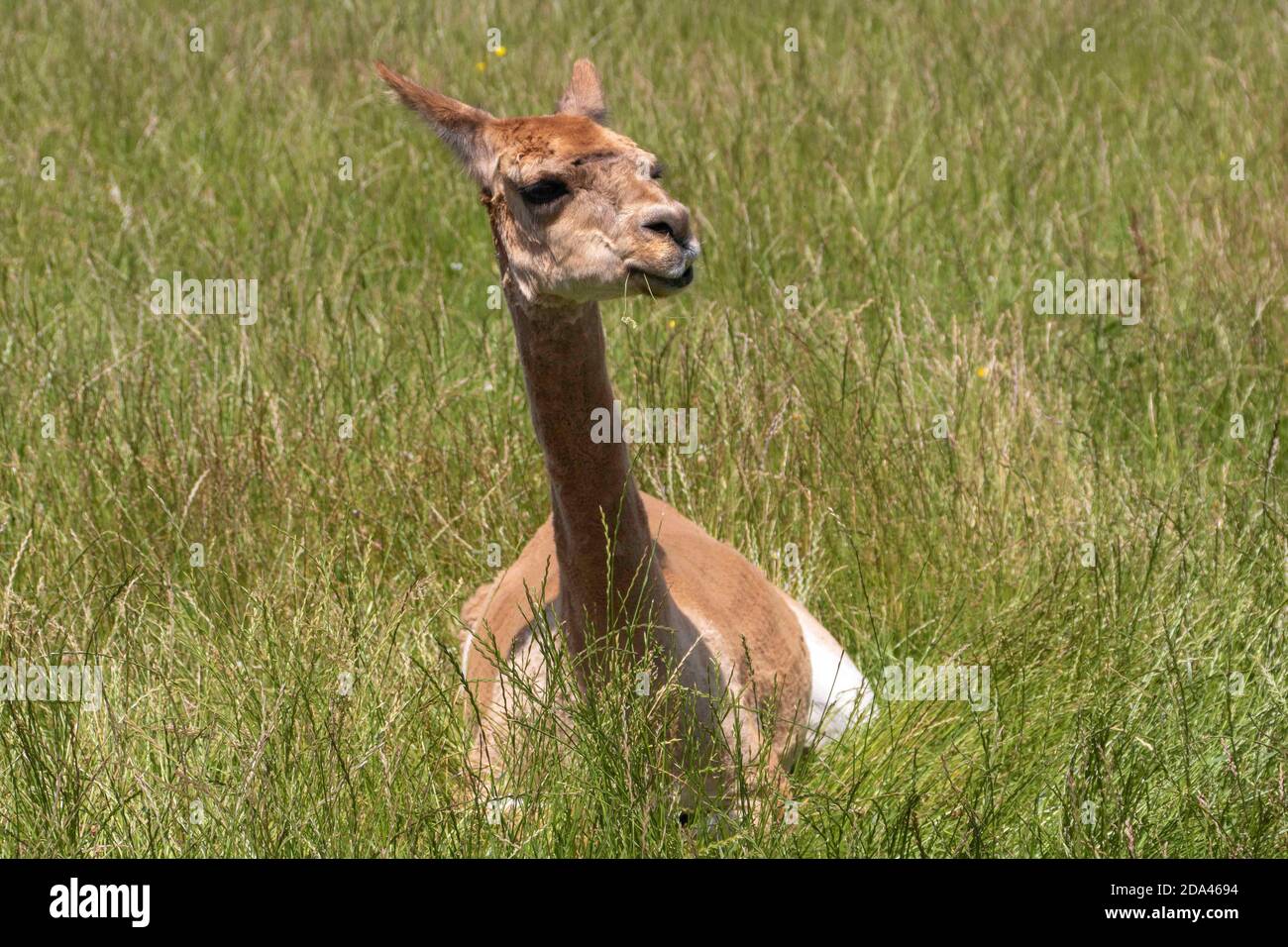 cute alpaca sitting in the sunshine chewing grass Stock Photo - Alamy