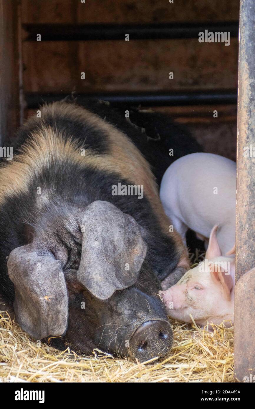 sow with her beautiful piglet Stock Photo - Alamy