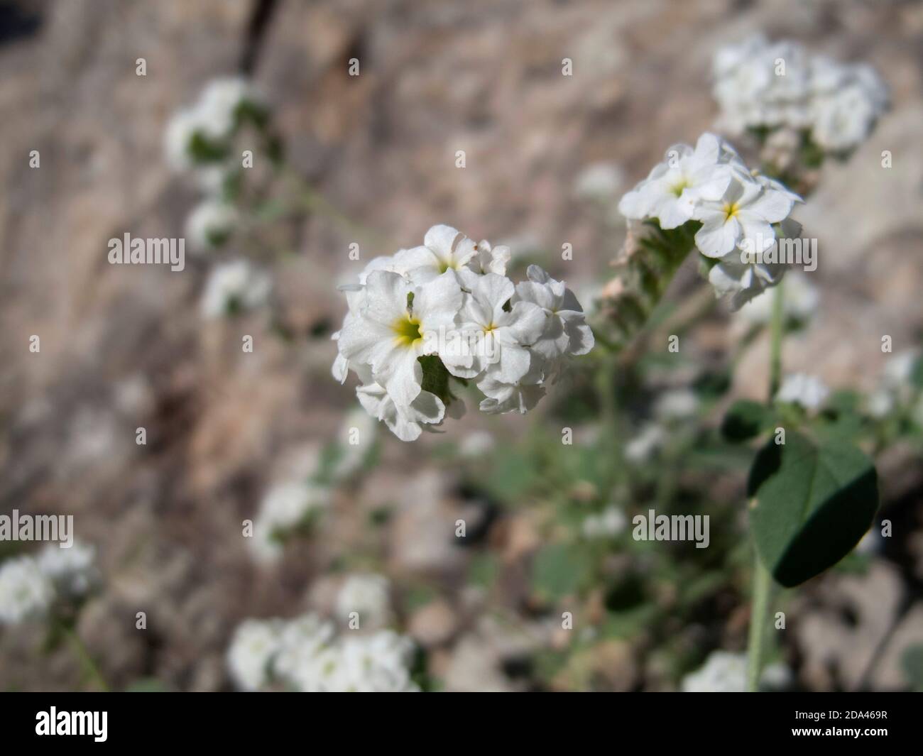 European heliotrope hi-res stock photography and images - Alamy