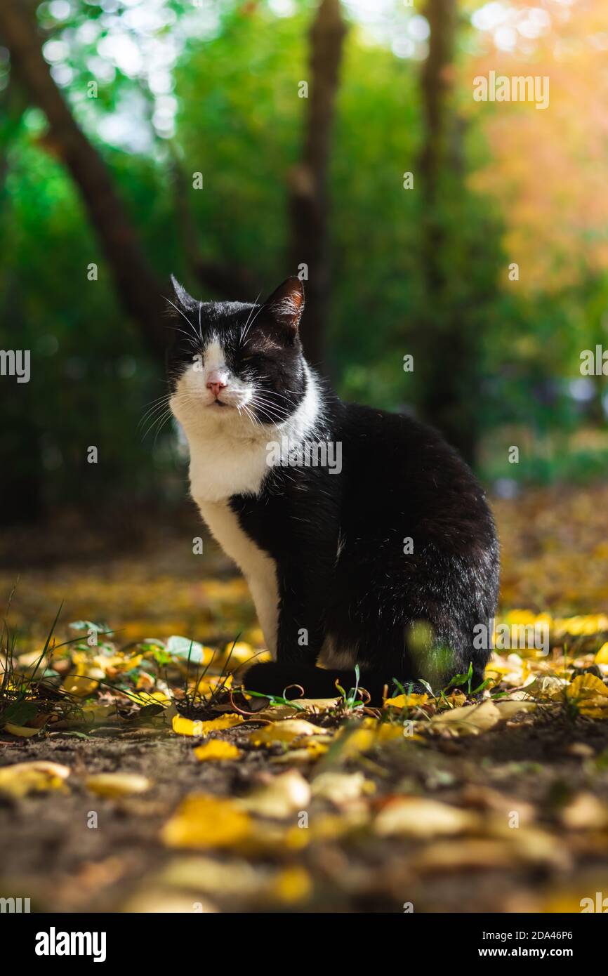 Autumn cats in foliage and beautiful landscapes in the forest in bright ...