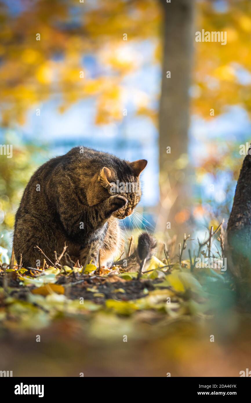 Autumn cats in foliage and beautiful landscapes in the forest in bright ...