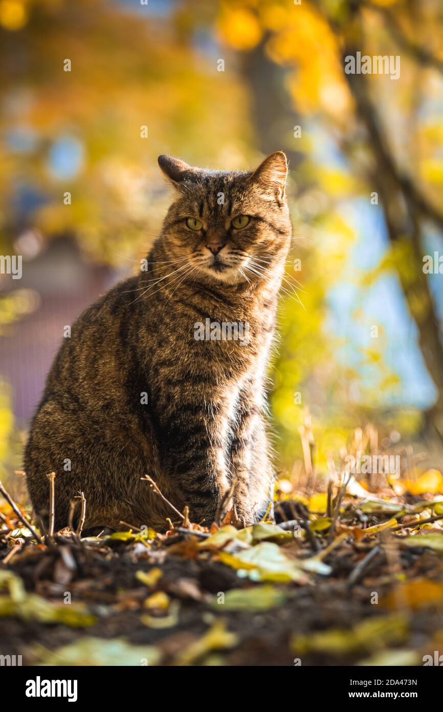 Autumn cats in foliage and beautiful landscapes in the forest in bright ...