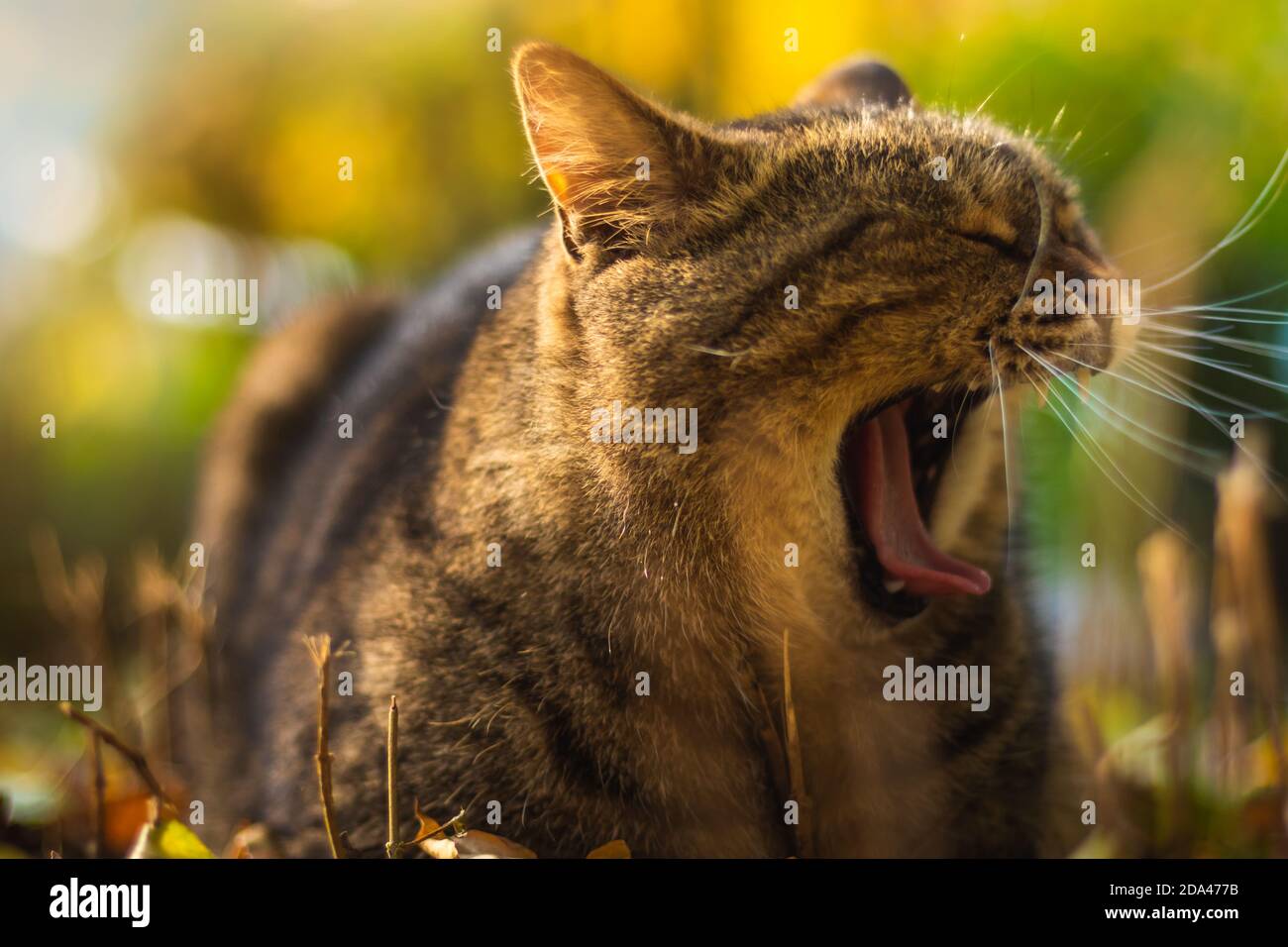 Autumn cats in foliage and beautiful landscapes in the forest in bright ...