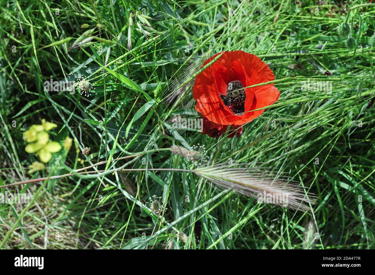 Scarlet poppy hi-res stock photography and images - Alamy