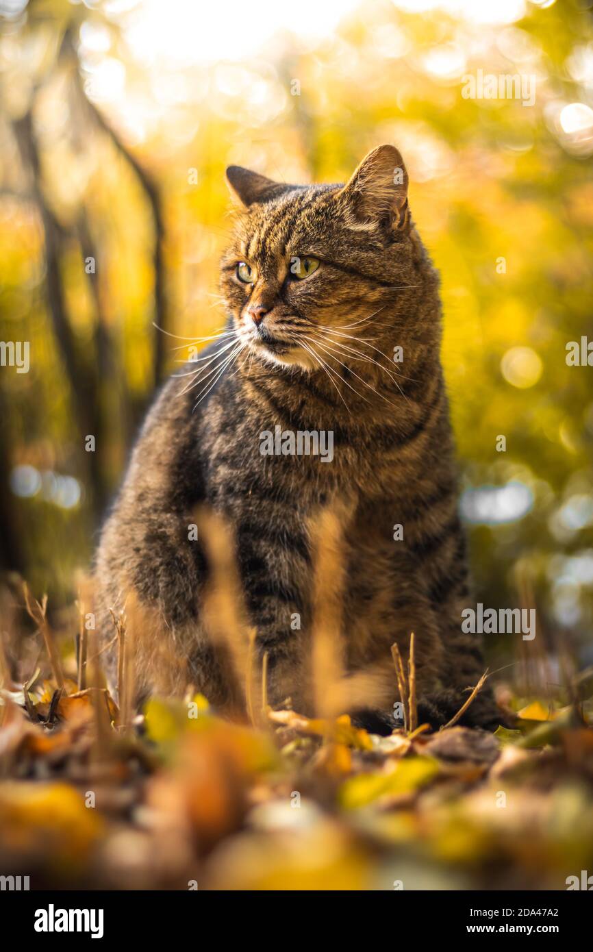 Autumn cats in foliage and beautiful landscapes in the forest in bright ...