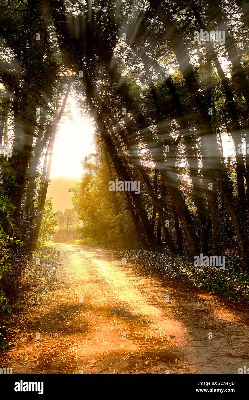 Emotional image of sun rays through forest Stock Photo - Alamy