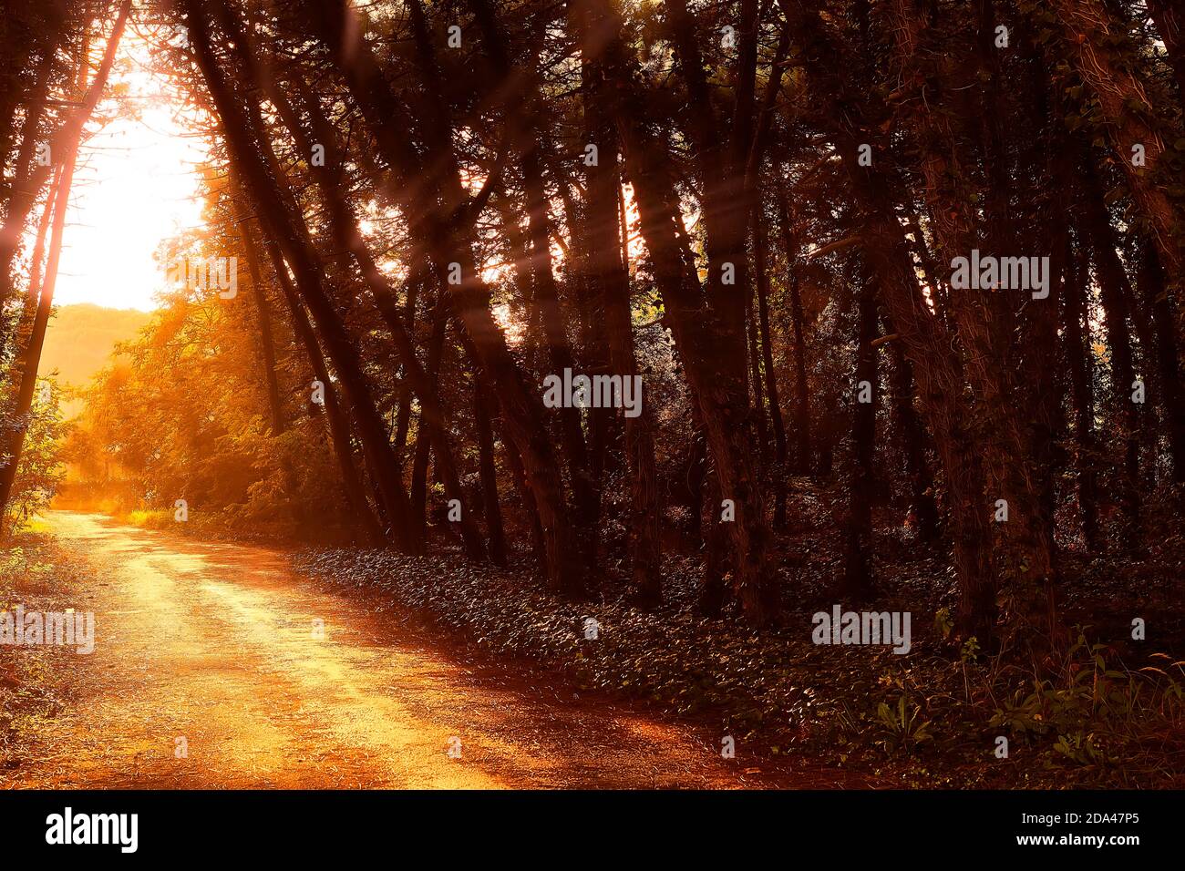 Emotional image of sun rays through forest Stock Photo - Alamy
