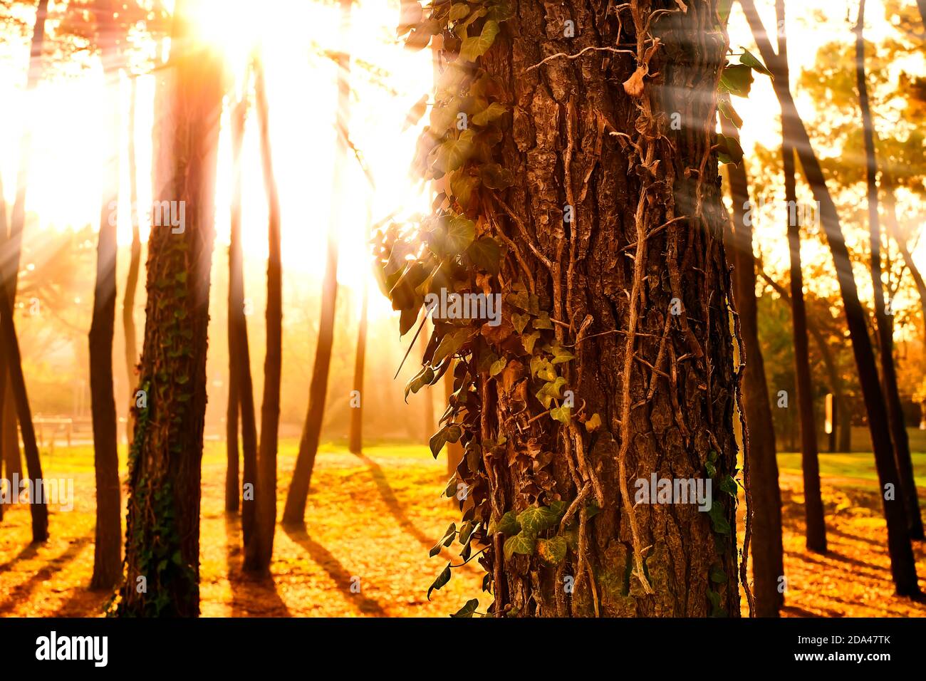 Emotional image of sun rays through forest Stock Photo - Alamy