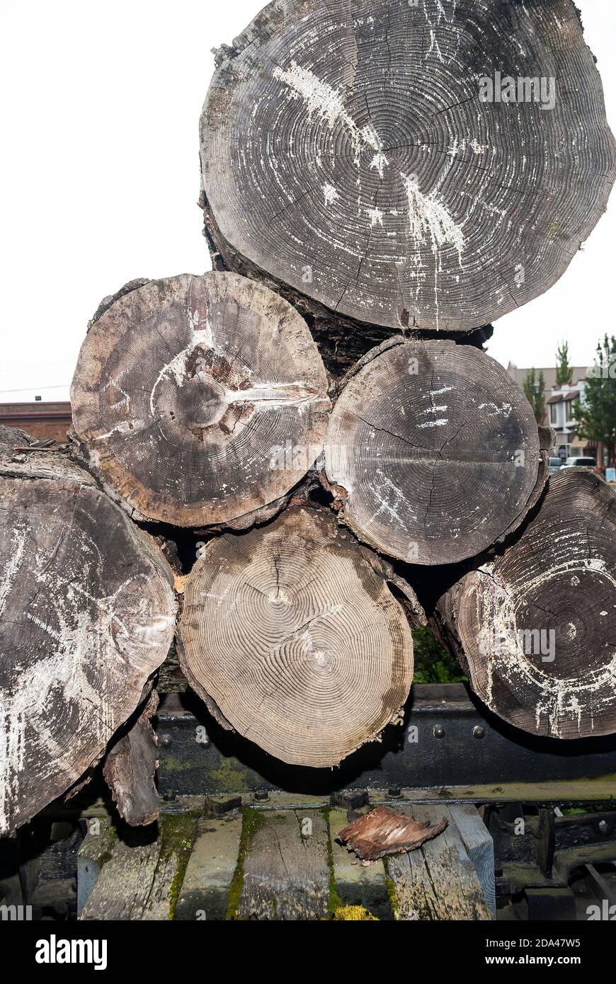 Logs loaded on to a railroad car on display in downtown Shelton ...