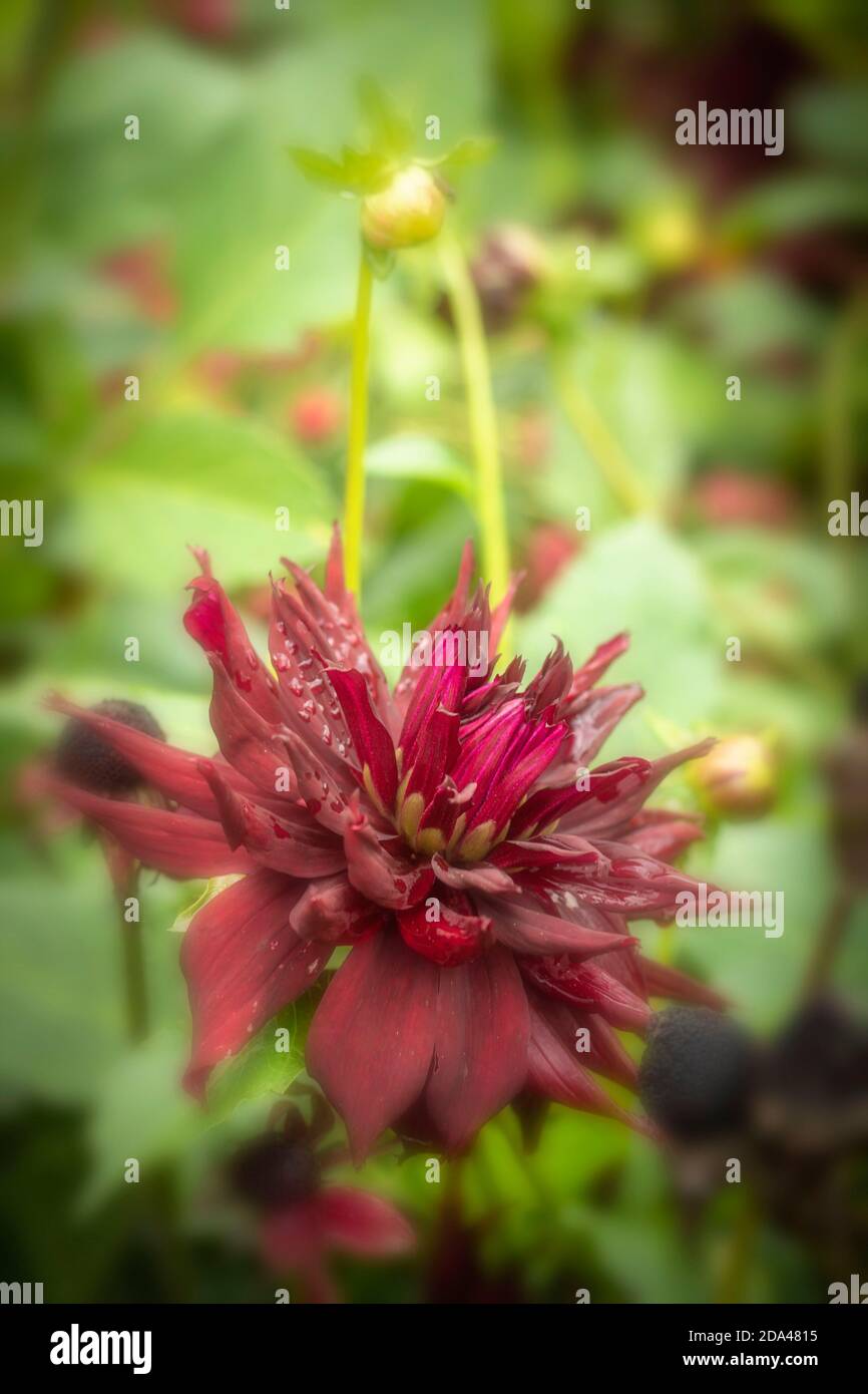 Dahlia dark desire flower with green foliage in background, natural ...