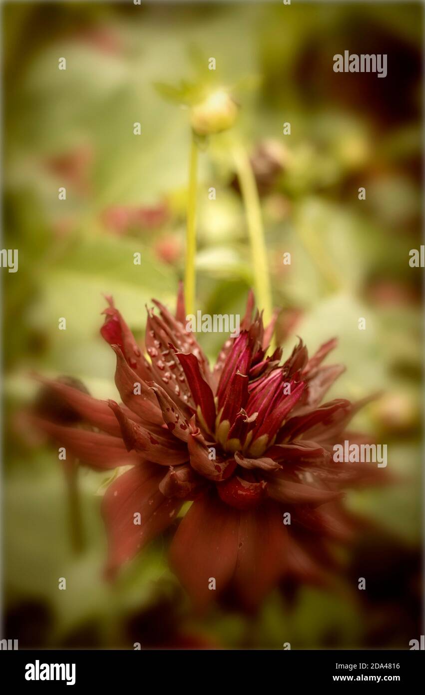 Dahlia dark desire flower with green foliage in background, natural ...