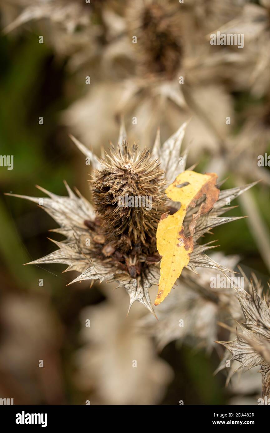 Eryngium Giganteum natural after flower plant patterns, spikey abstract ...