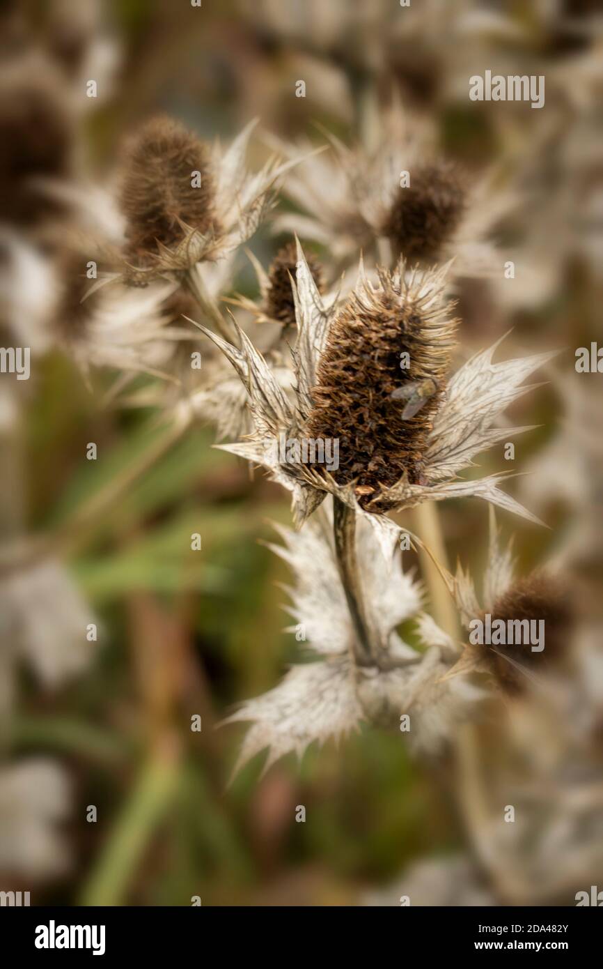 Eryngium Giganteum natural after flower plant patterns, spikey abstract ...