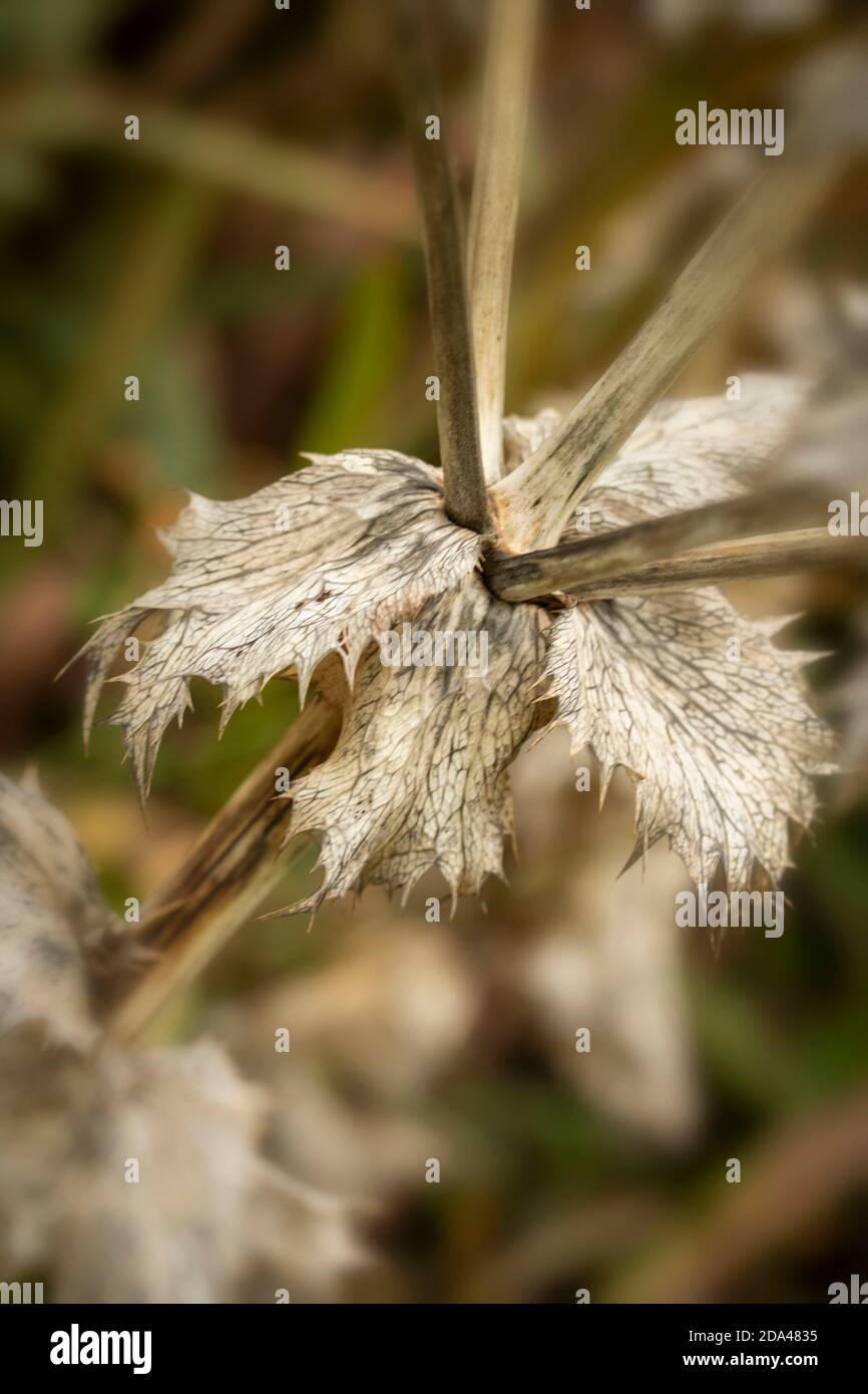 Eryngium Giganteum natural after flower plant patterns, spikey abstract ...
