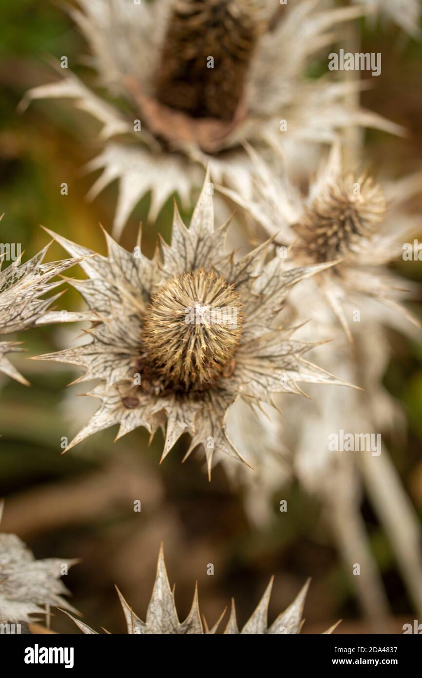 Eryngium Giganteum natural after flower plant patterns, spikey abstract ...